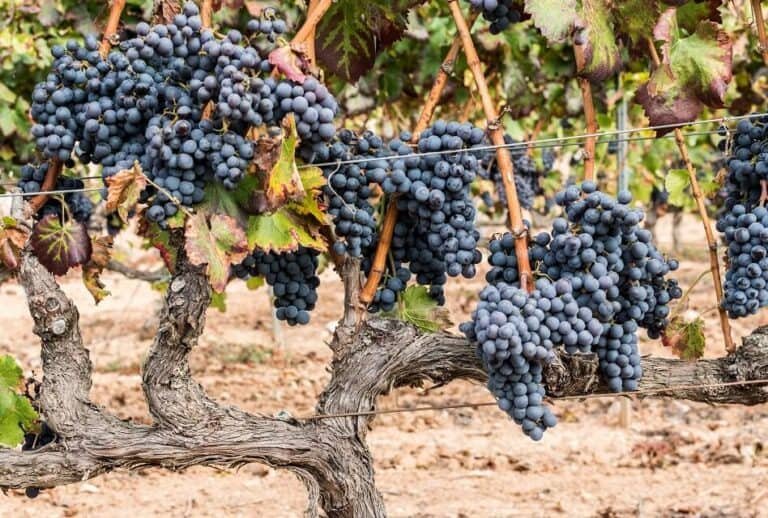 Grenache – The Grapes That Like It Hot and Sunny – WineLoverMagazine